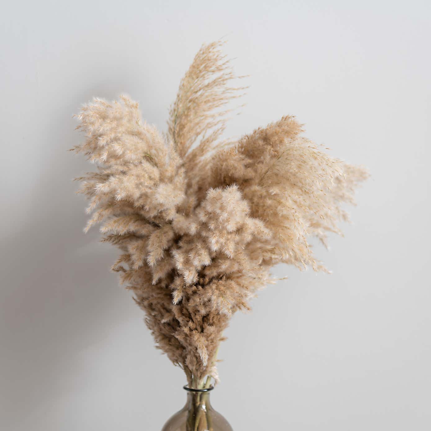 Pampas Natural Grass Bundle 75cm Dunelm