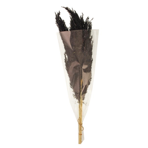 Black Real Pampas Grass Bundle 75cm Dunelm