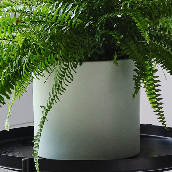 Boston Fern House Plant in Earthenware Pot | Dunelm