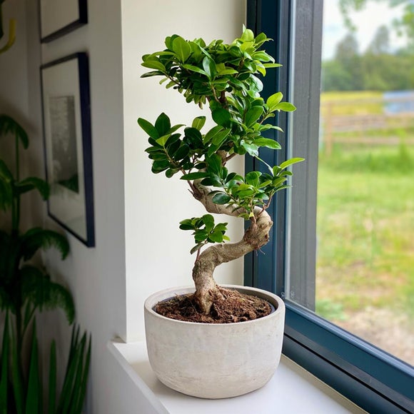 Bonsai plant pot store